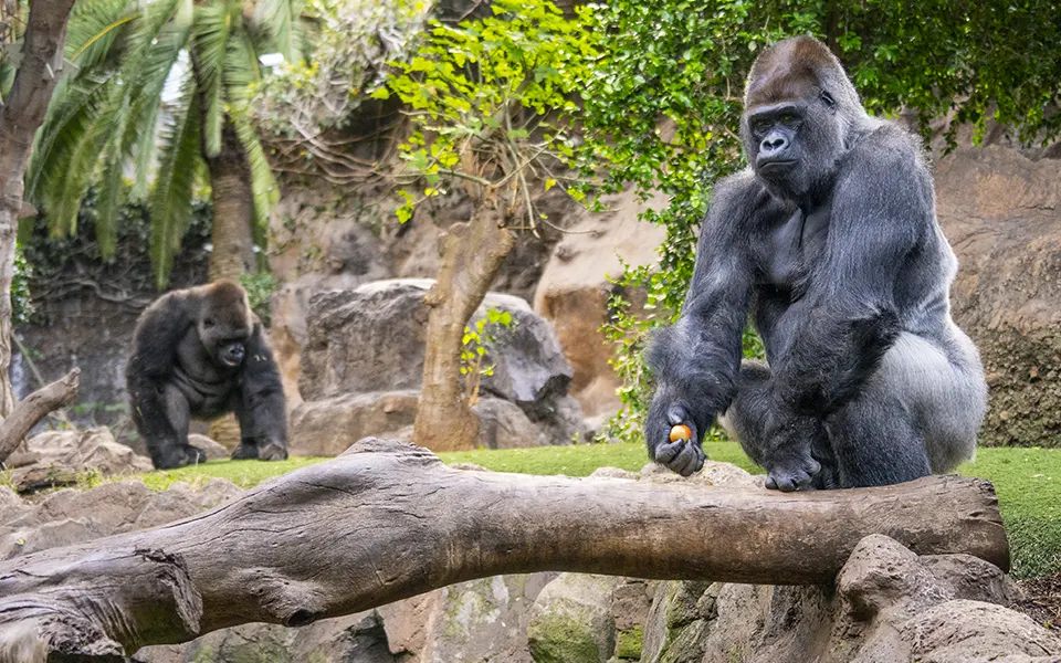 Entradas Loro Parque Tenerife - Holiday Tours Tenerife